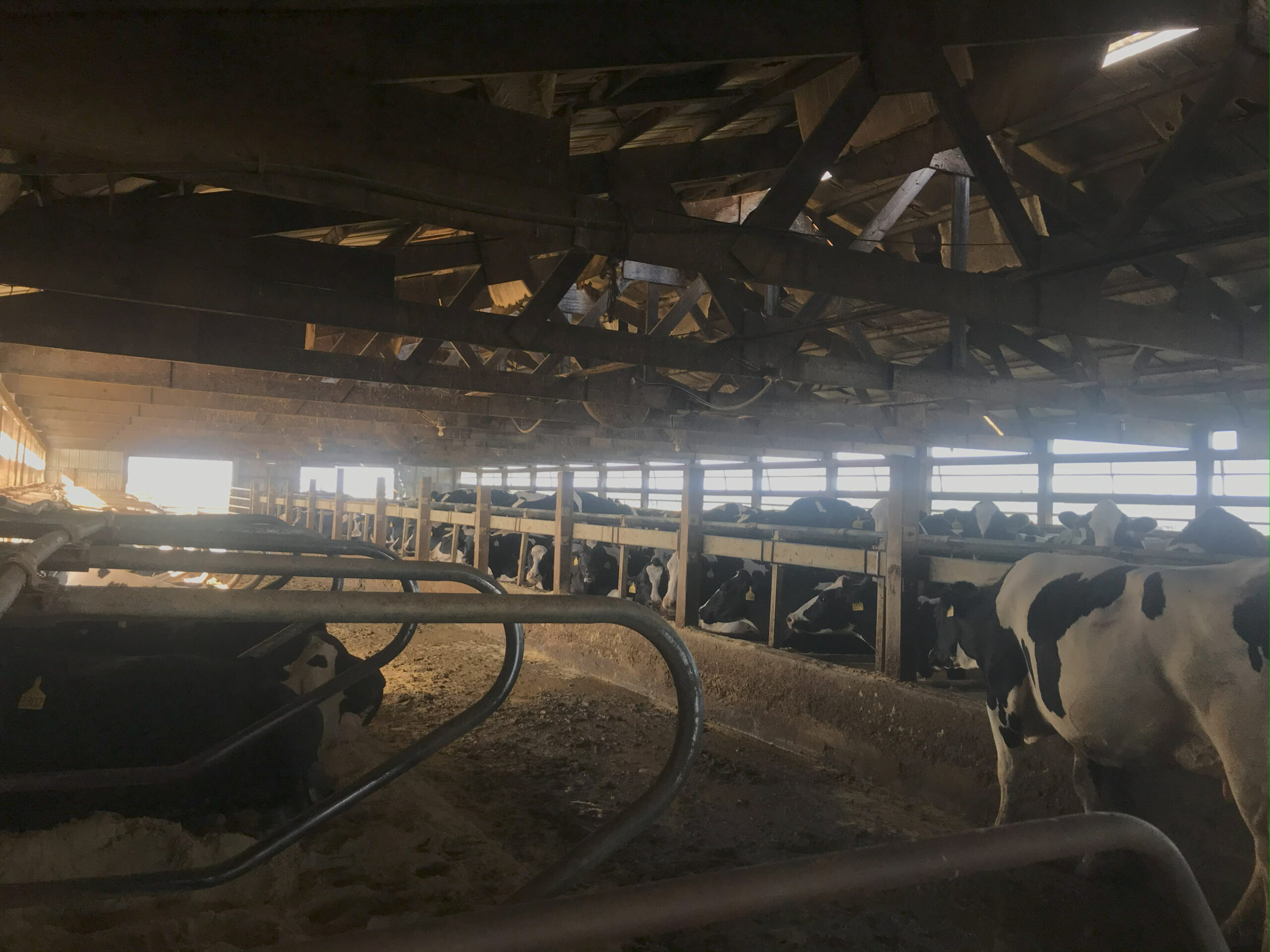 Scheevel Family Farms - Foremost Farms