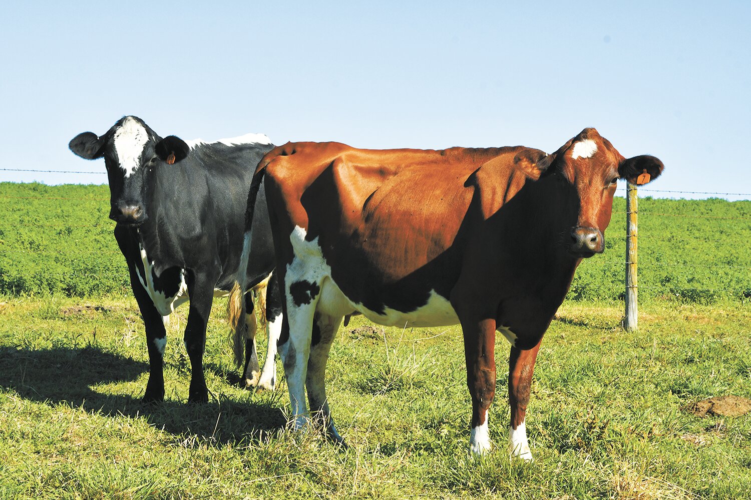 Wiste Farm - Foremost Farms